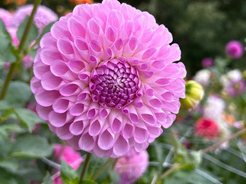 20th Ave Old Major – Valley Ridge Farm