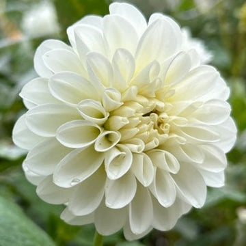 Products – Valley Ridge Farm