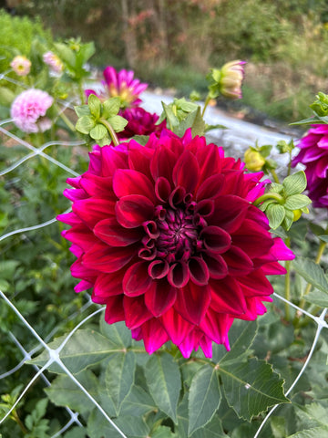 Products – Valley Ridge Farm