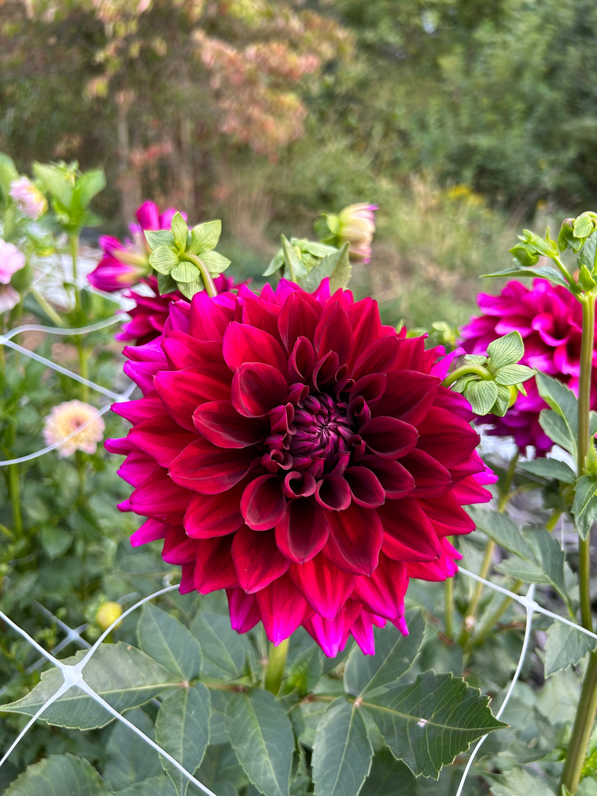AC Cowlitz – Valley Ridge Farm
