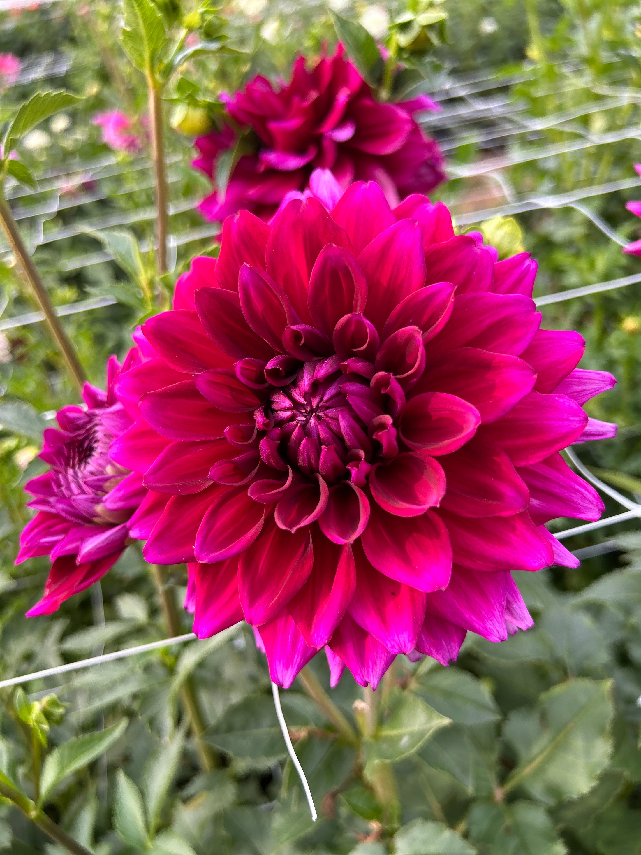 AC Cowlitz – Valley Ridge Farm