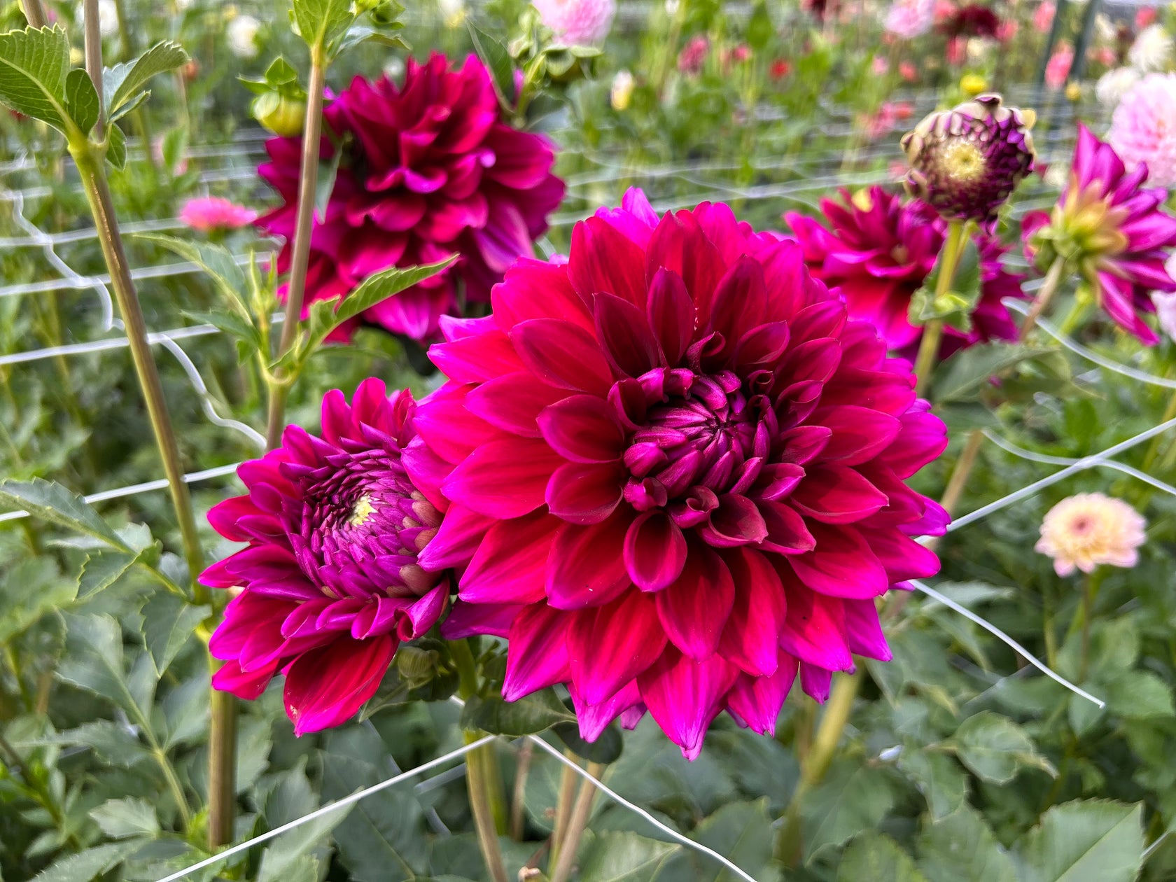 AC Cowlitz – Valley Ridge Farm