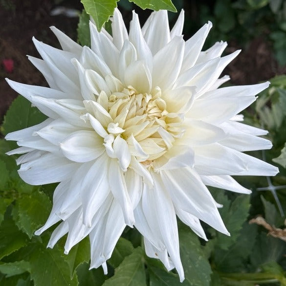 Products – Valley Ridge Farm