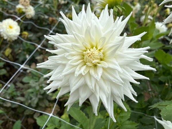 Products – Valley Ridge Farm