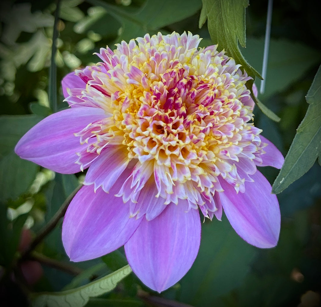 Products – Valley Ridge Farm