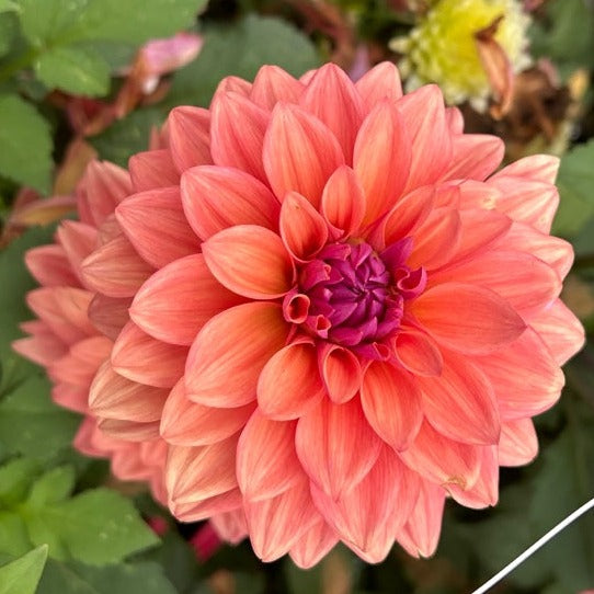 Products – Valley Ridge Farm