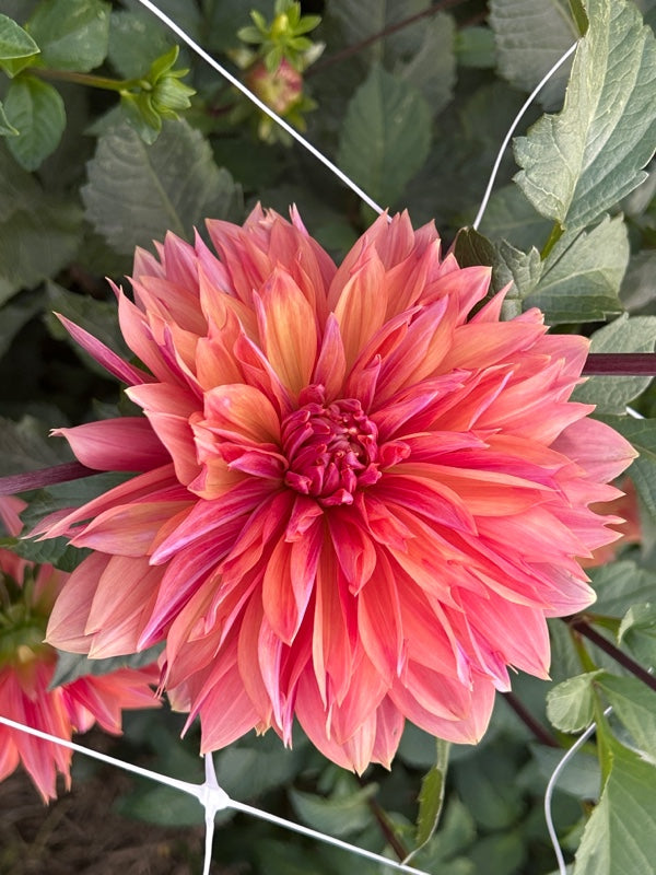 Products – Valley Ridge Farm