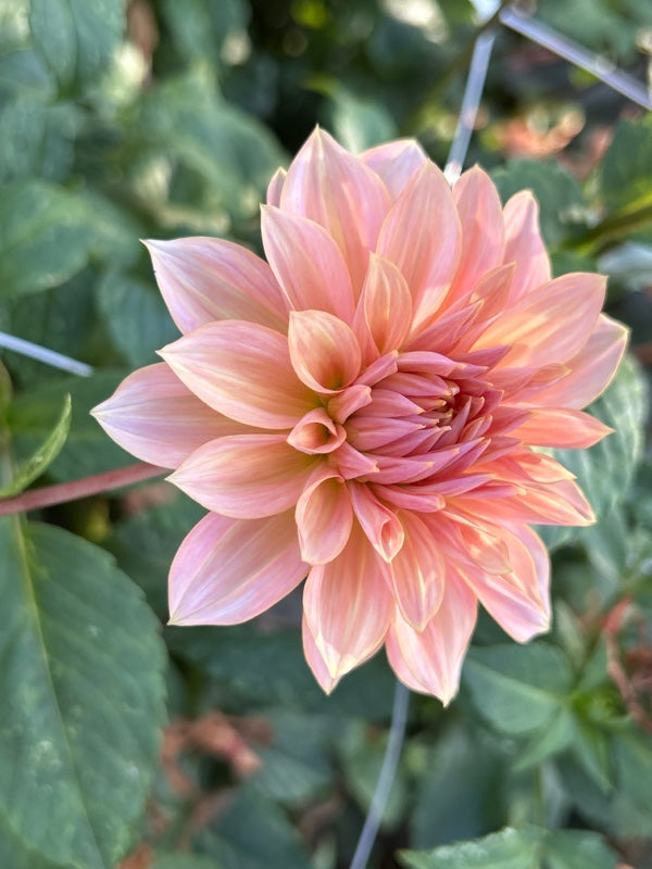 Products – Valley Ridge Farm