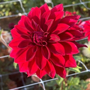 Products – Valley Ridge Farm