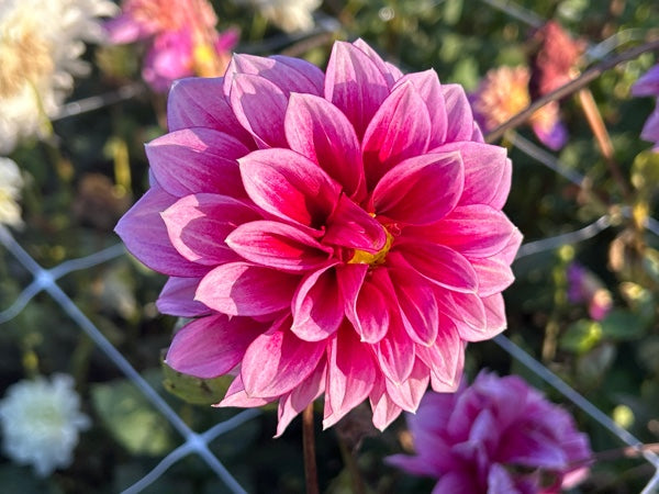 Products – Valley Ridge Farm