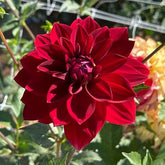 Products – Valley Ridge Farm