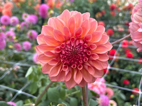 Bloomquist Dave - LIMIT 1 – Valley Ridge Farm