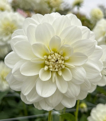 Dahlia Tubers – Page 2 – Valley Ridge Farm