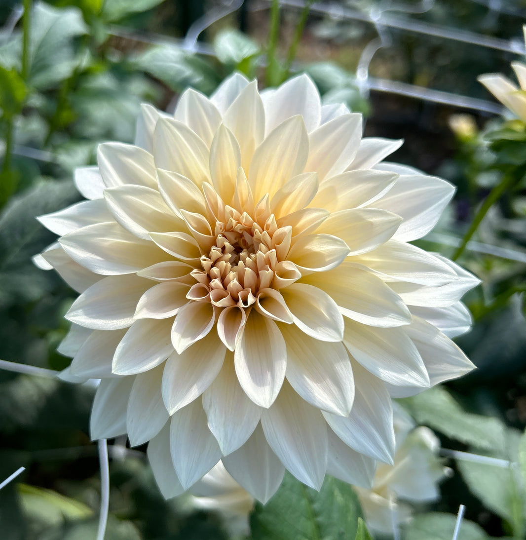 Dahlia Tubers – Page 2 – Valley Ridge Farm