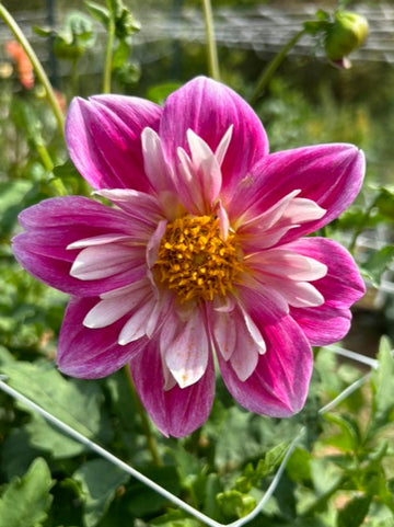 Dahlia Tubers – Page 2 – Valley Ridge Farm