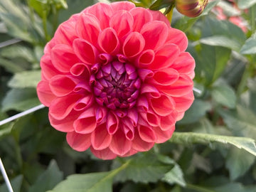 Dahlia Tubers – Page 2 – Valley Ridge Farm