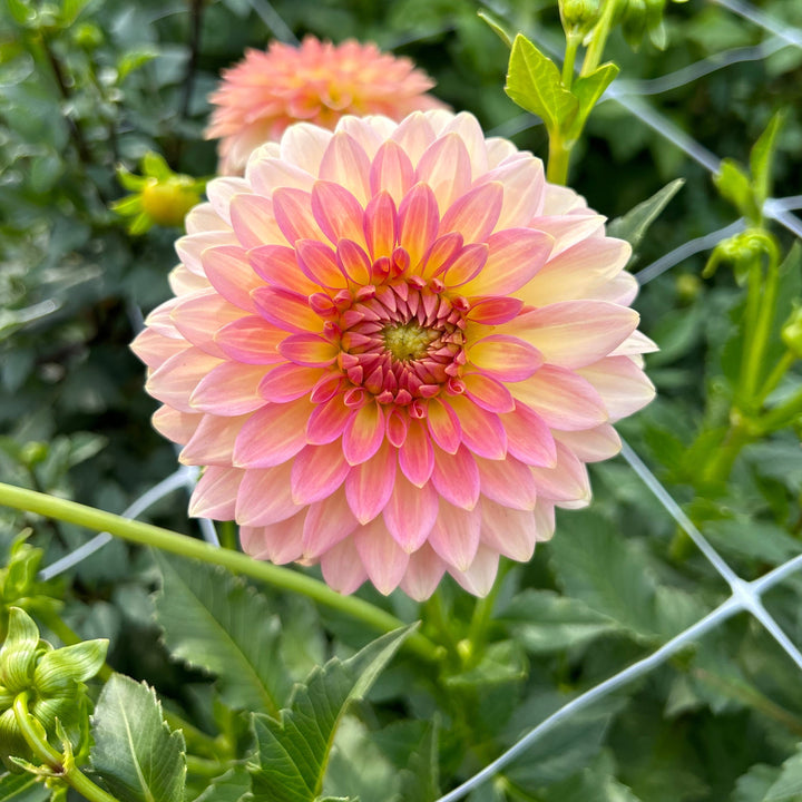 Dahlia Tubers – Page 3 – Valley Ridge Farm