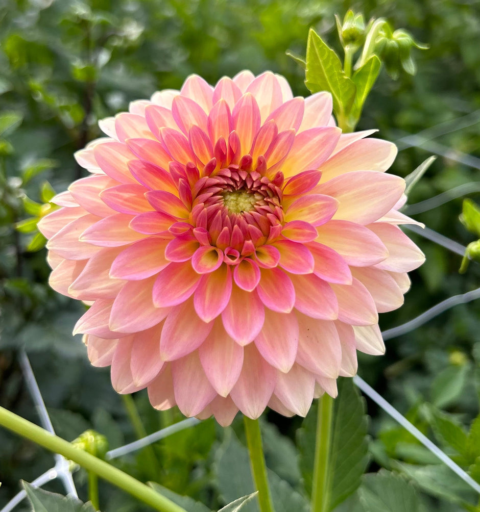 Dahlia Tubers – Page 3 – Valley Ridge Farm