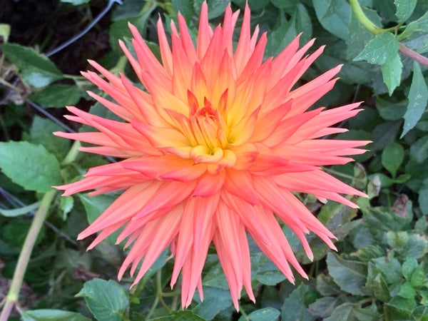 Products – Valley Ridge Farm