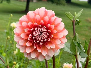 Products – Valley Ridge Farm