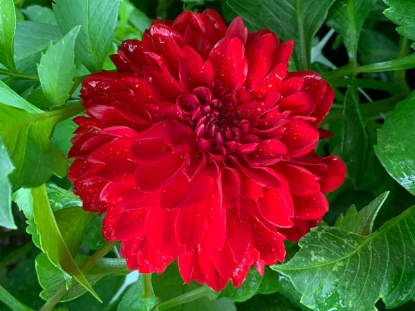 Products – Valley Ridge Farm