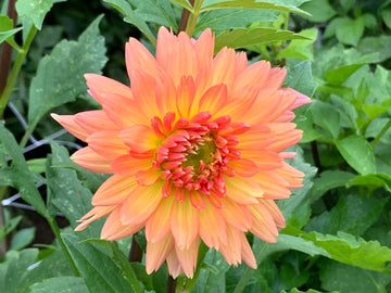 Products – Valley Ridge Farm