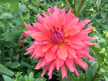 Products – Valley Ridge Farm