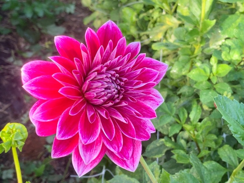Dahlia Tubers – Page 2 – Valley Ridge Farm