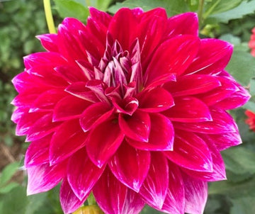 Dahlia Tubers – Page 2 – Valley Ridge Farm