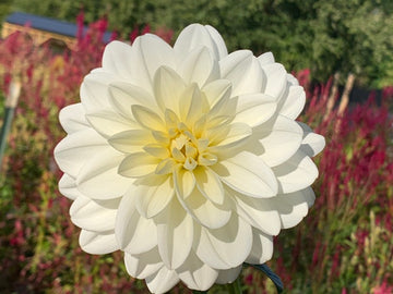 Dahlia Tubers – Page 2 – Valley Ridge Farm