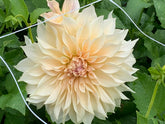 Dahlia Tubers – Page 2 – Valley Ridge Farm