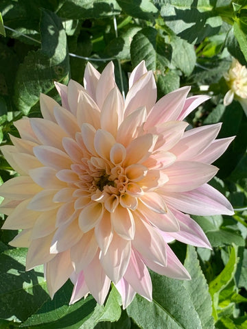 Dahlia Tubers – Page 2 – Valley Ridge Farm
