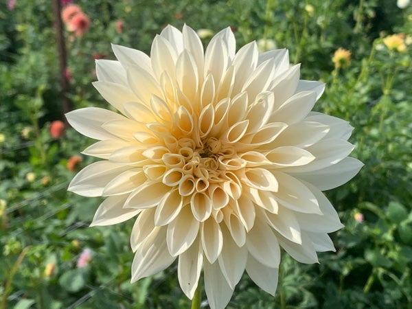 Café au Lait Mini (aka Jolene) – Valley Ridge Farm