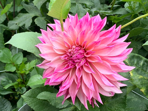 Dahlia Tubers – Page 2 – Valley Ridge Farm