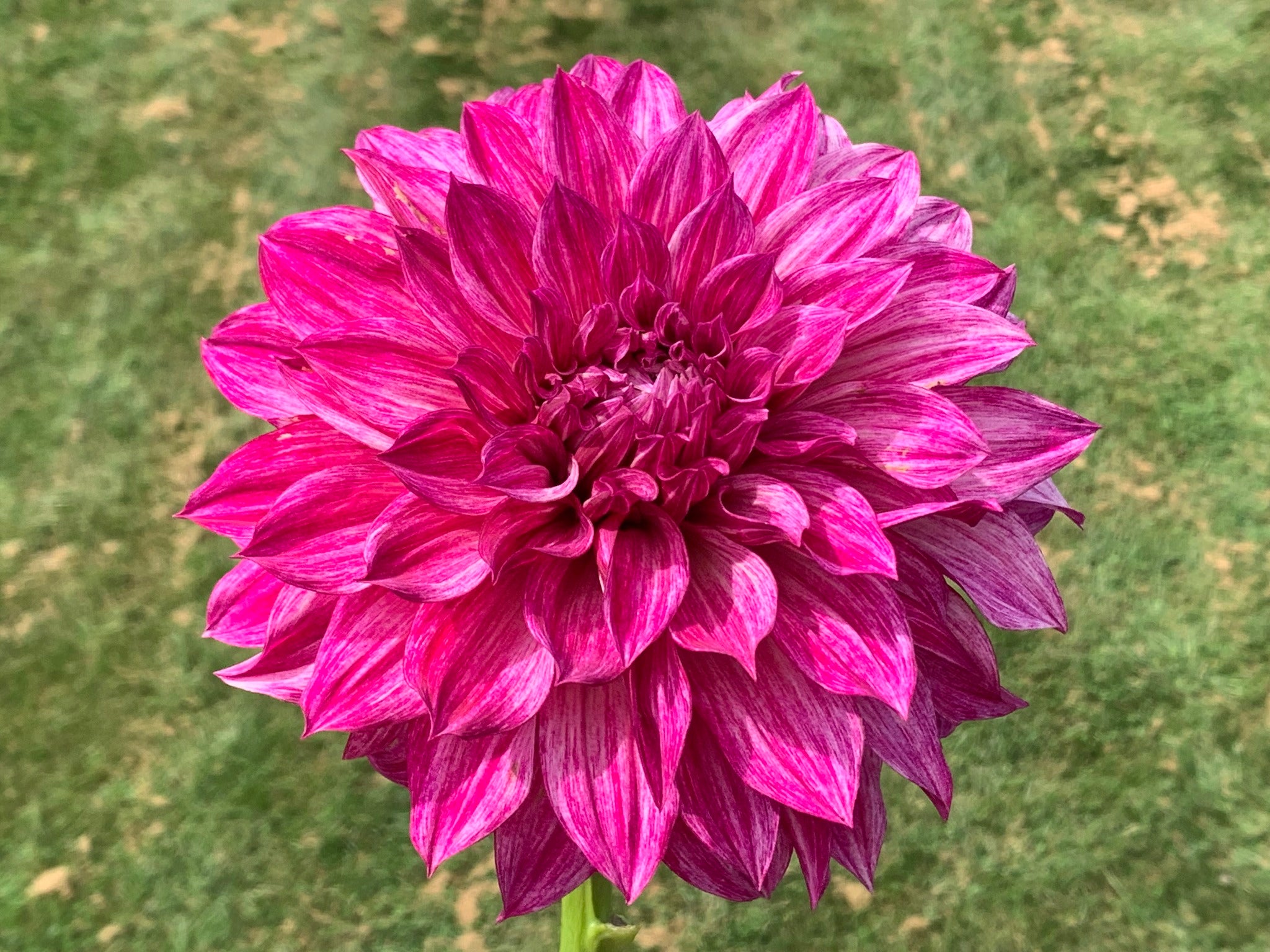 Dahlia Tubers – Page 2 – Valley Ridge Farm