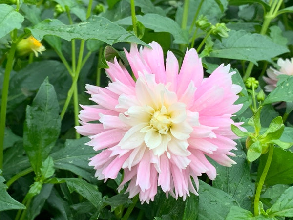 Chilson's Pride – Valley Ridge Farm