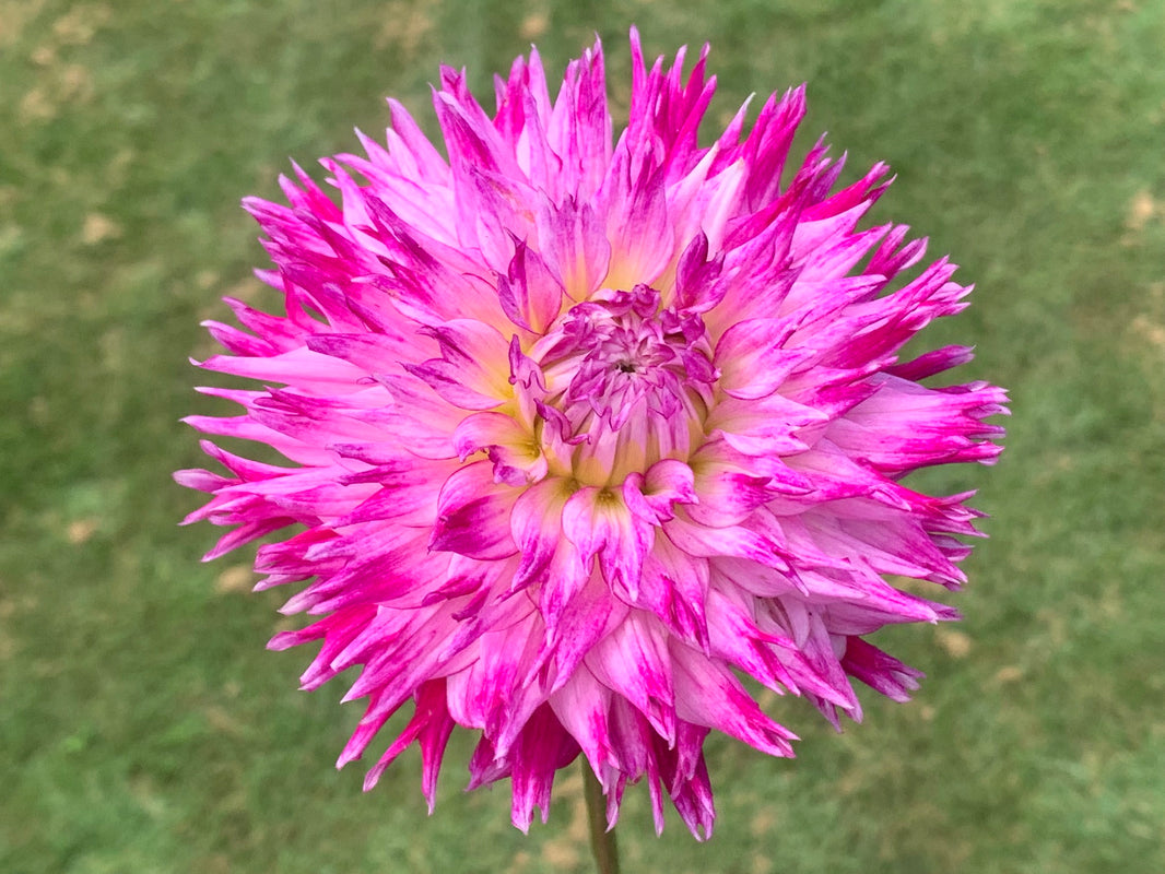 Dahlia Tubers – Page 2 – Valley Ridge Farm