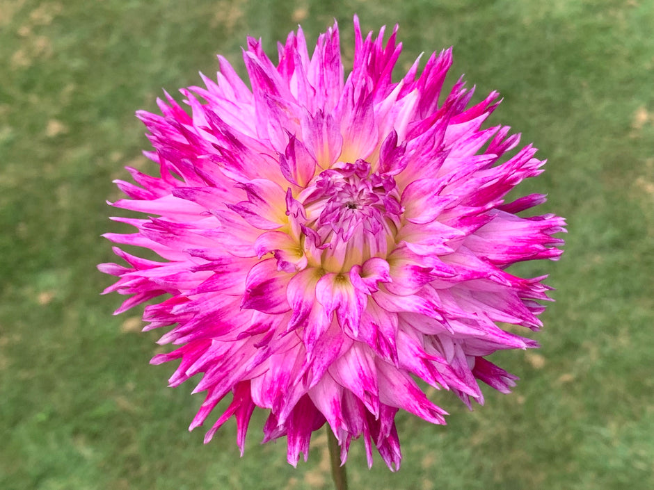 Dahlia Tubers – Page 2 – Valley Ridge Farm