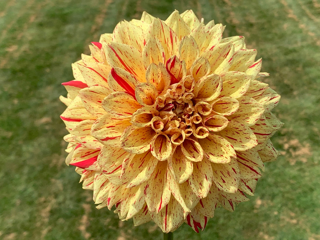 Dahlia Tubers – Page 2 – Valley Ridge Farm