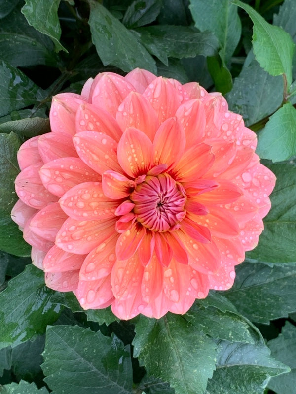 Nicholas – Valley Ridge Farm