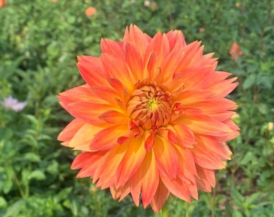 Punkin Spice – Valley Ridge Farm